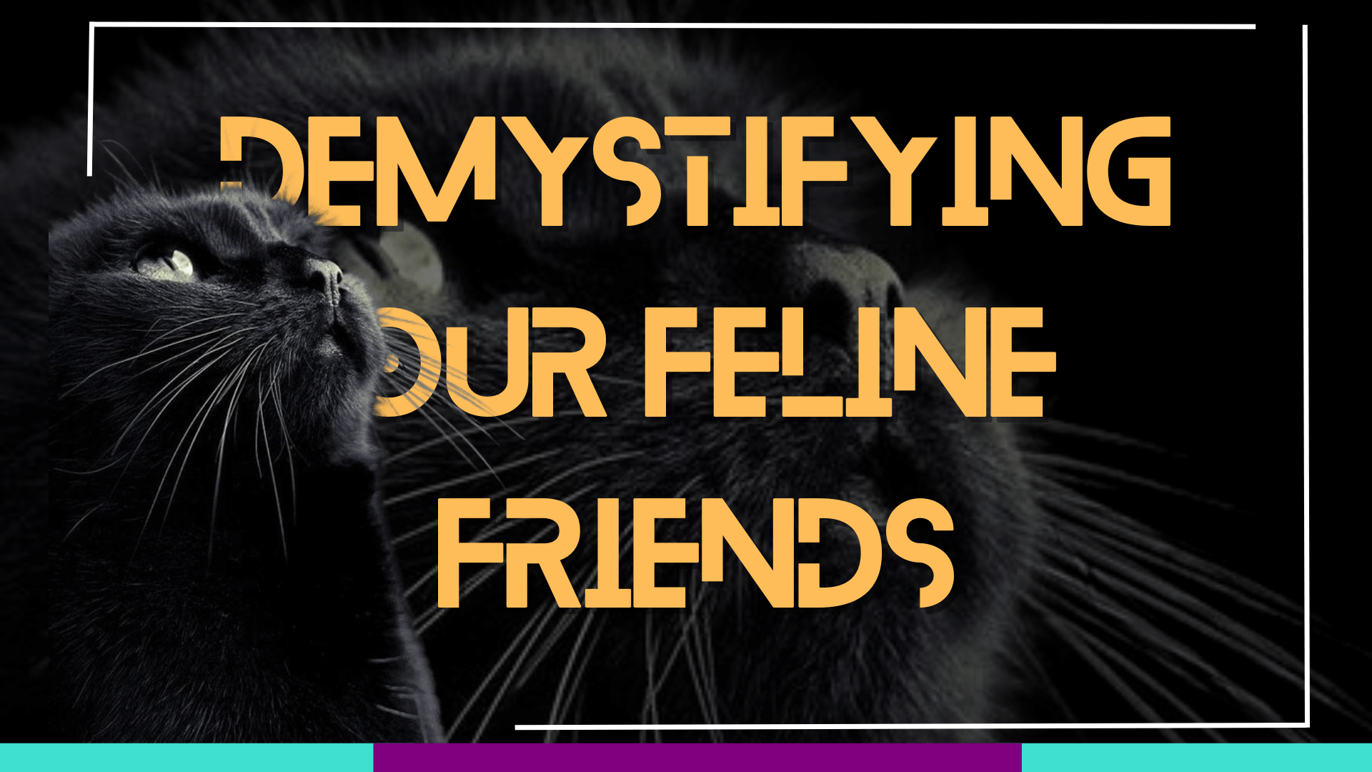 Demystifying Our Feline Friends